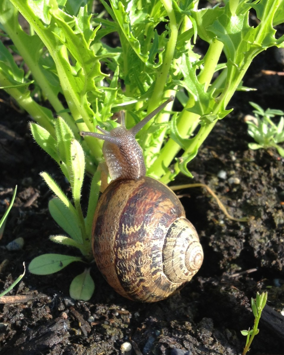 starting a snail farm – heliciculture U.S.