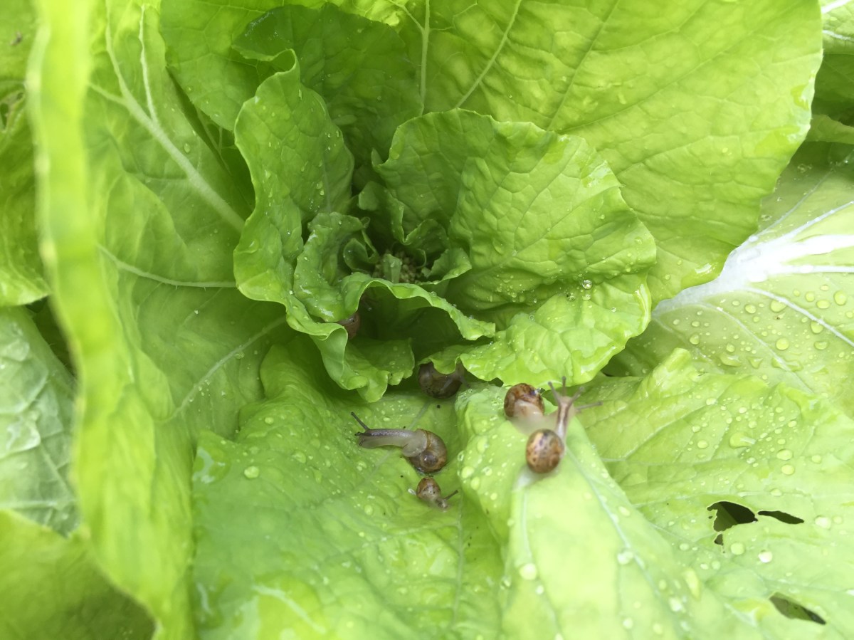 heliciculture U.S. – Snail farming in the United States