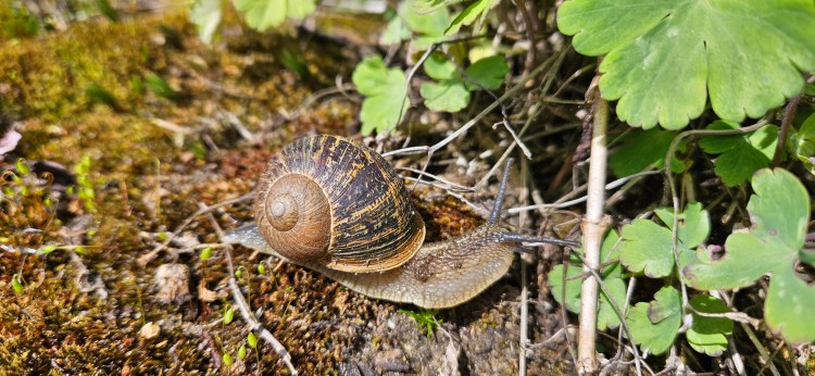 about us – heliciculture U.S.